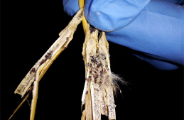ABOUT RED MITES - redmiteexpert-com